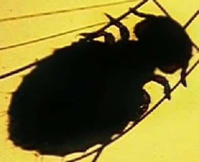 Les parasites externes du chien et chat :puce,tique,poux,aoutat ...