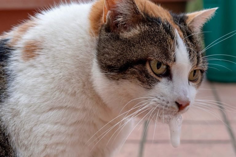 Chat qui bave : conseils pour identifier le problème et trouver la ...