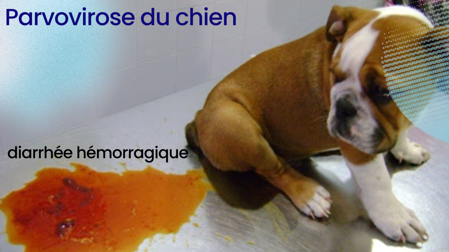 La Parvovirose du Chien – Un Guide Complet avec conseils