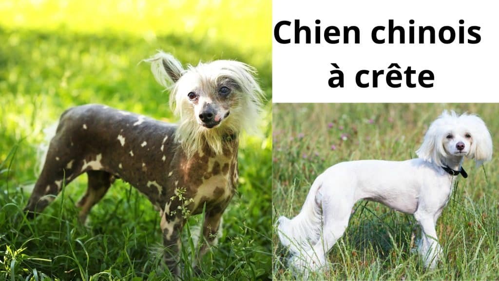 Adopter un Chien Chinois à Crête: Guide Complet - Conseils veterinaires ...